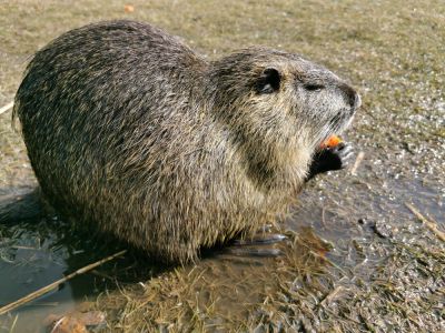 Get Beaver Removal Service - Local Professionals